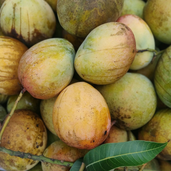 BARI-4 Mango / বারী-৪ আম - Rural Shop BD